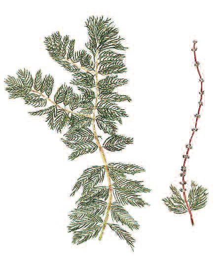 Webber Pond vegetation: weeds or milfoil? - The Town Line Newspaper Webber Pond vegetation: weeds or milfoil? - The Town Line Newspaper