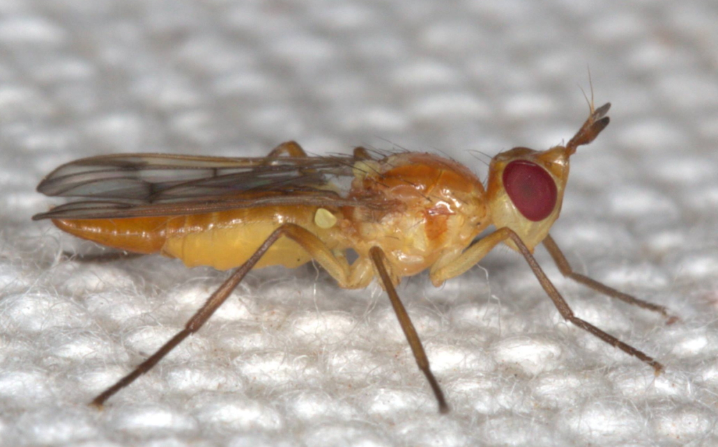 SCORES & OUTDOORS: If they arrive in May, why are they called June bugs ...