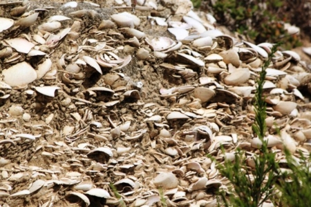 SCORES & OUTDOORS: The shell-middens (what are they?) are trying to ...