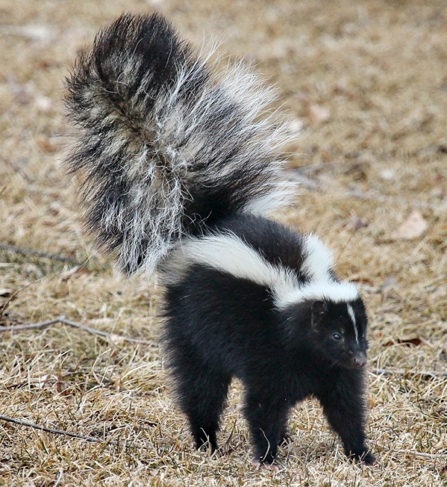 SCORES & OUTDOORS - Why are skunks out this time of year: Are they true ...