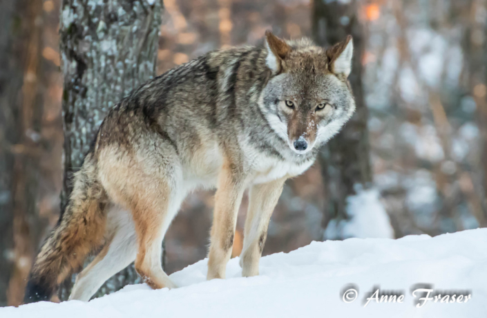 SCORES & OUTDOORS: Bigger, bolder, more aggressive coyotes destined for ...