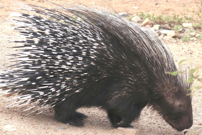 SCORES & OUTDOORS: Porcupines seem to be everywhere this spring - The ...