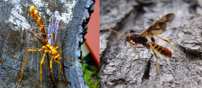 SCORES & OUTDOORS: An ugly, scary looking wasp that isn’t so scary ...