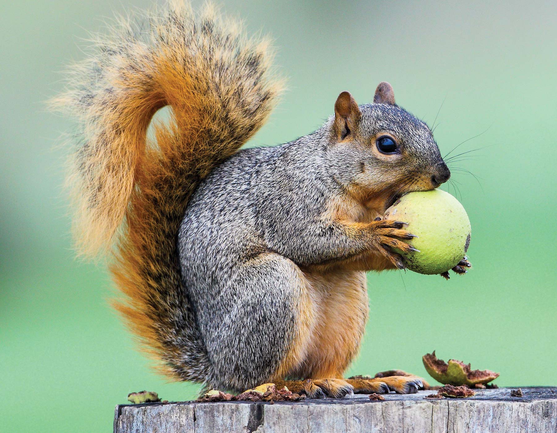 SCORES OUTDOORS The Great Squirrel Apocalypse Where Have They All Gone The Town Line 