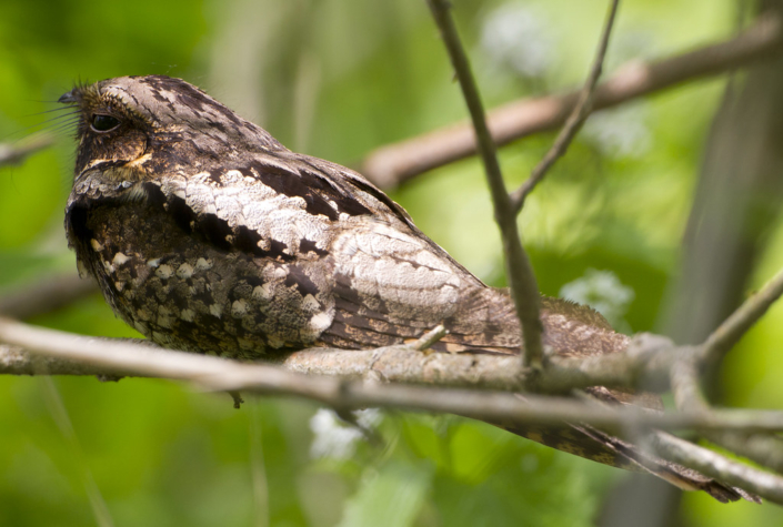 SCORES & OUTDOORS: Where have all the Whippoorwills gone? - The Town ...