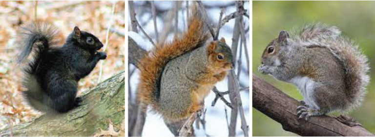 SCORES & OUTDOORS: How rare are black squirrels? - The Town Line Newspaper