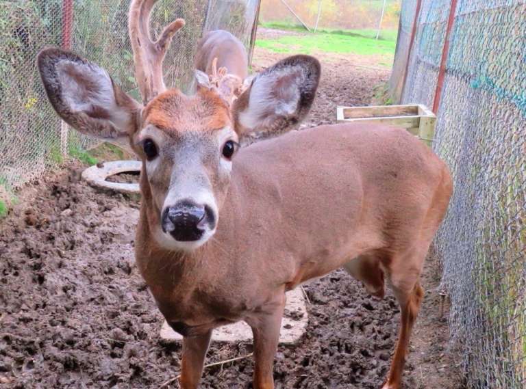 CRITTER CHATTER: Follow up on deer with three legs - The Town Line ...