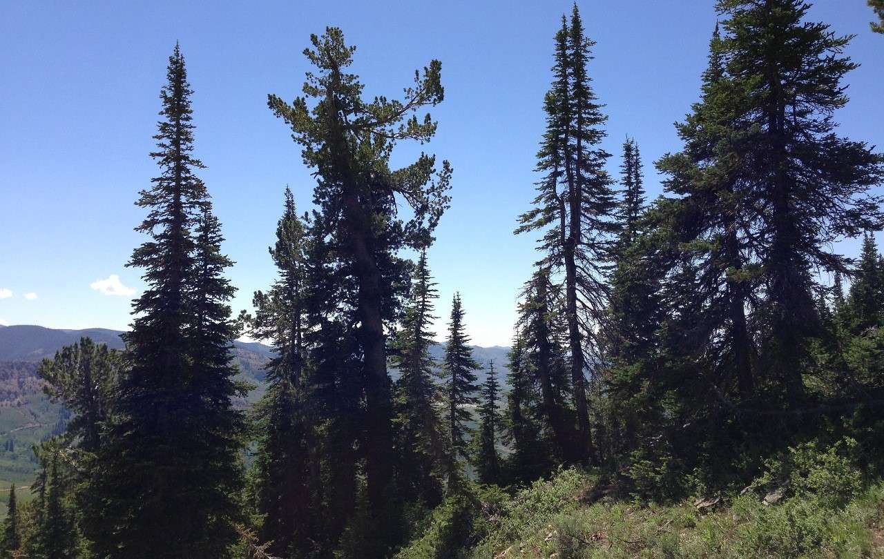 Pine Tree Amendment citizens continue to advocate for protected rights ...