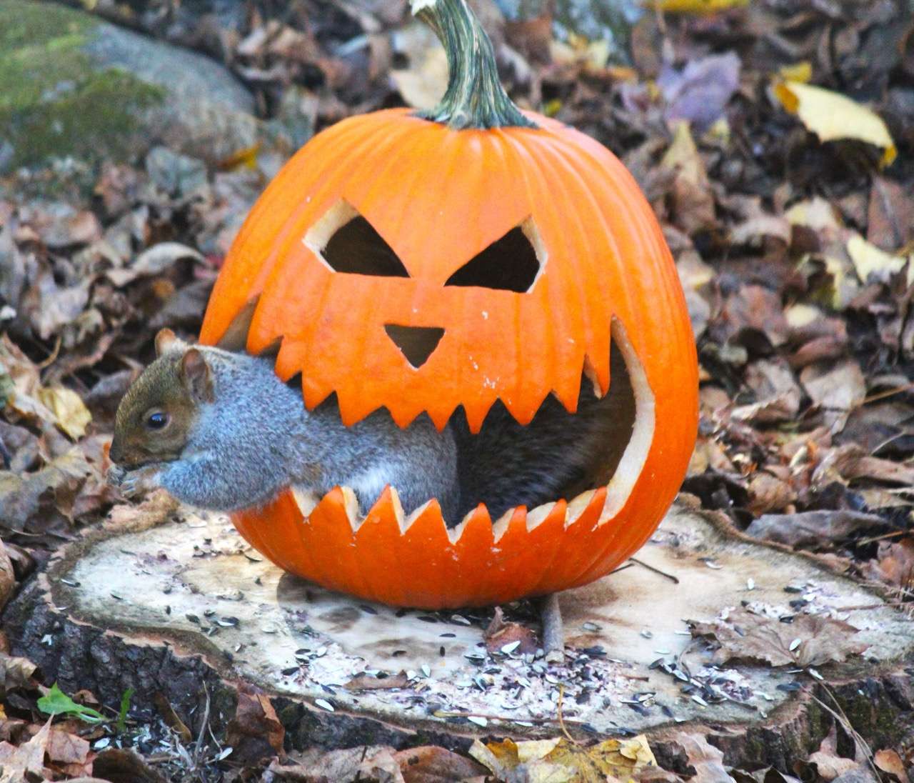 Give Us Your Best Shot! for Thursday, December 11, 2025 - The Town Line ...