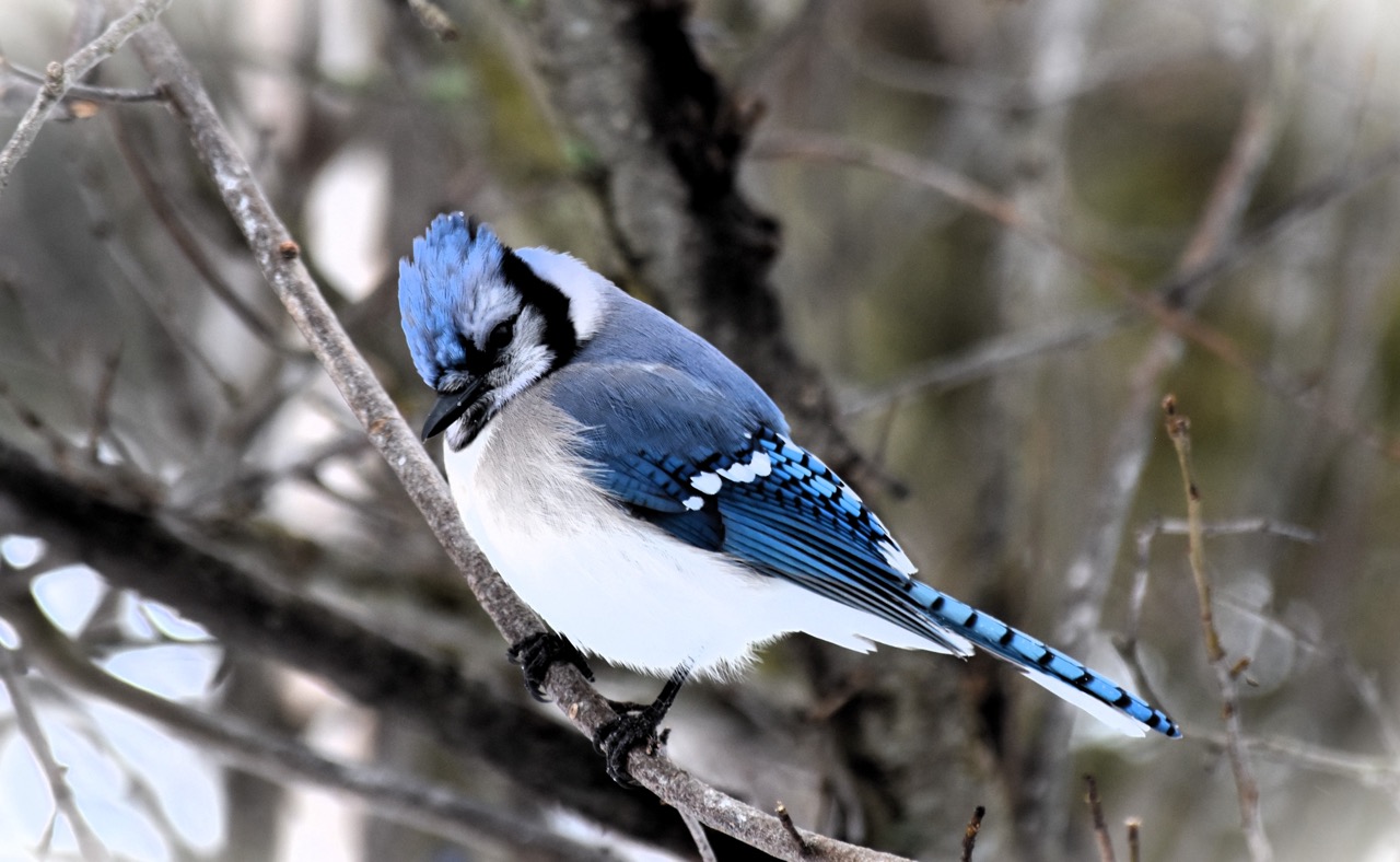 PHOTOS: Birds of a feather: Surviving the winter - The Town Line Newspaper