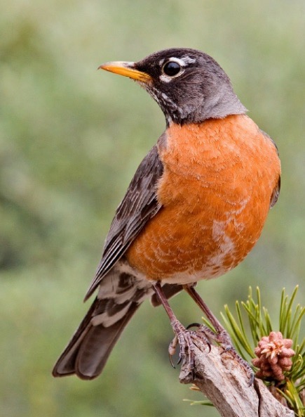 SCORES & OUTDOORS: Robins don’t necessarily head south for the winter ...